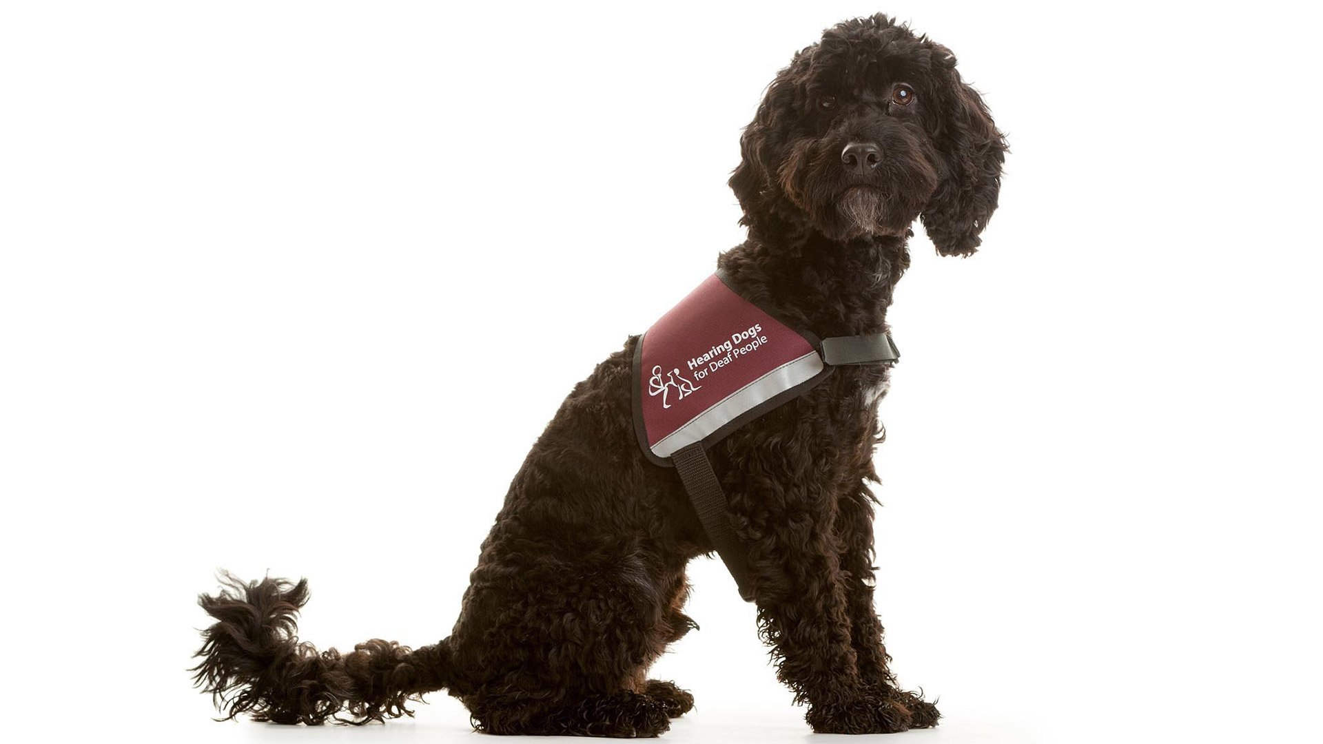 Dogs for the Deaf leads the way with Autism Assistance Dog training ...