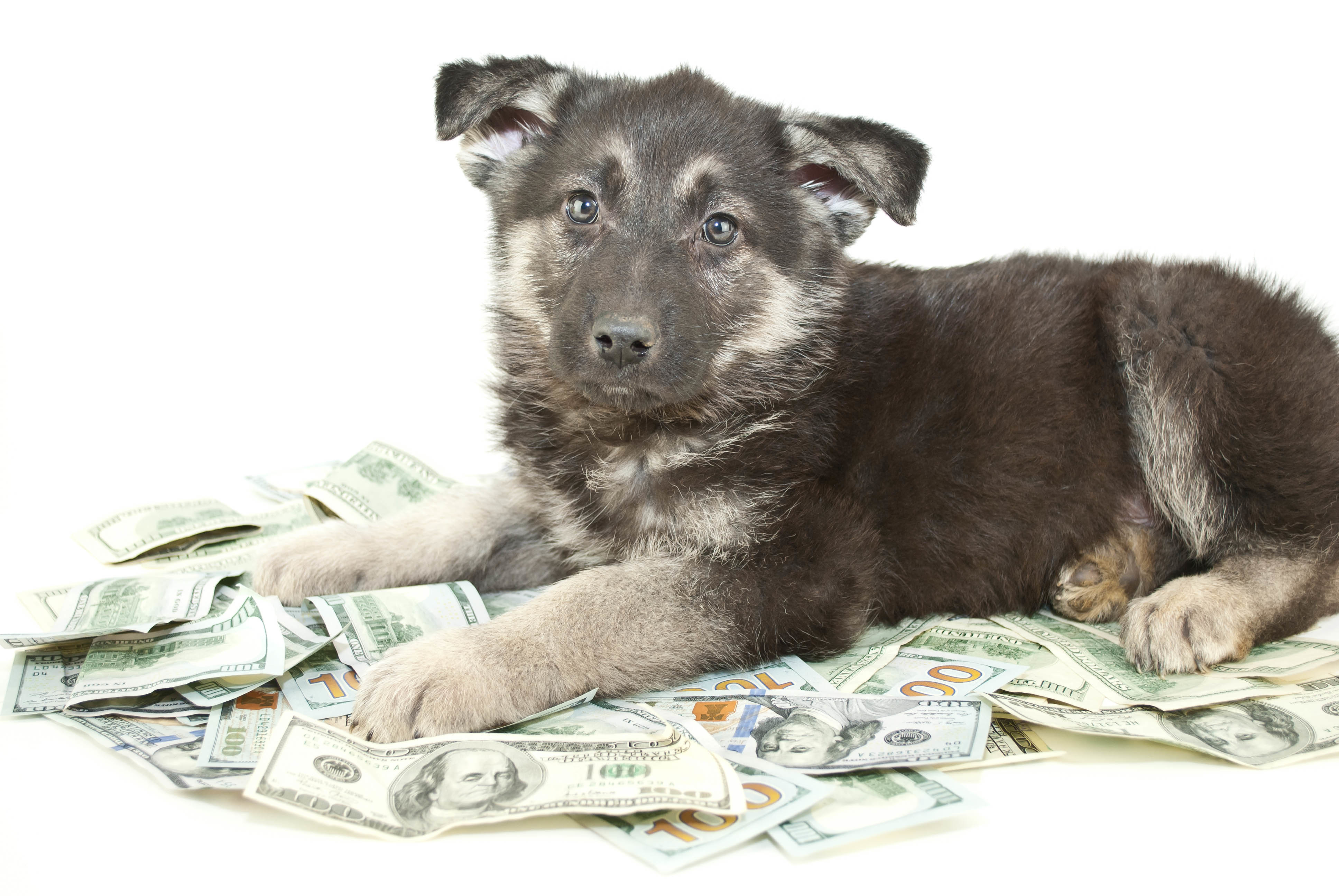 Fundraise For A Service Dog 100 Ideas Anything Pawsable
