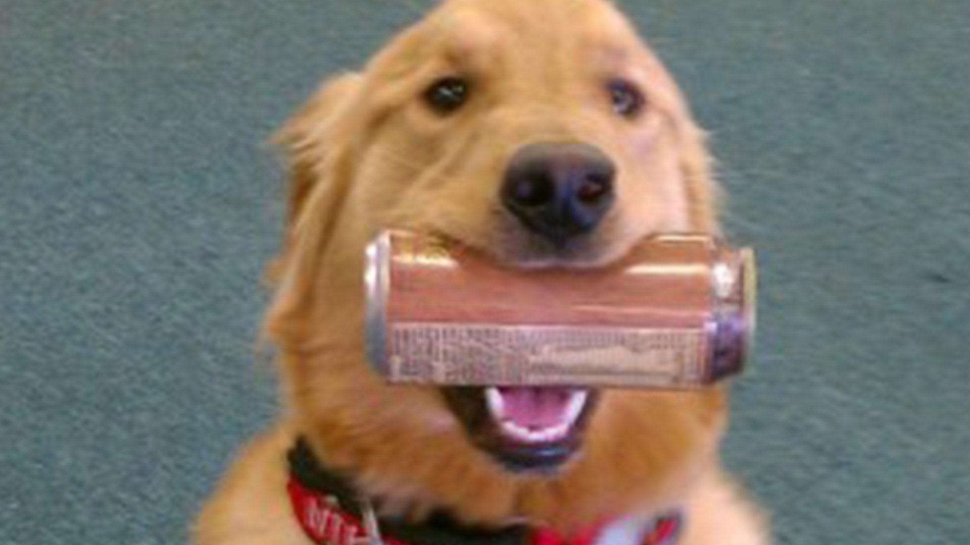 How to Teach a Service Dog to Retrieve a Beverage (or Anything ...
