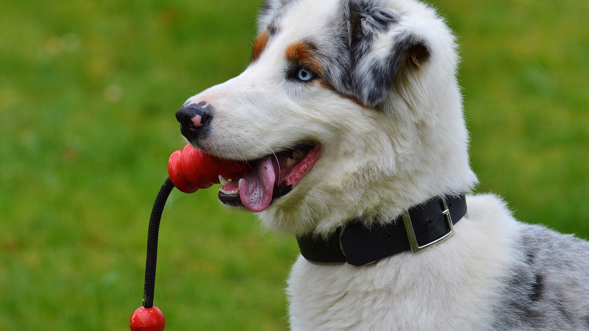 Training Quests – Anything Pawsable