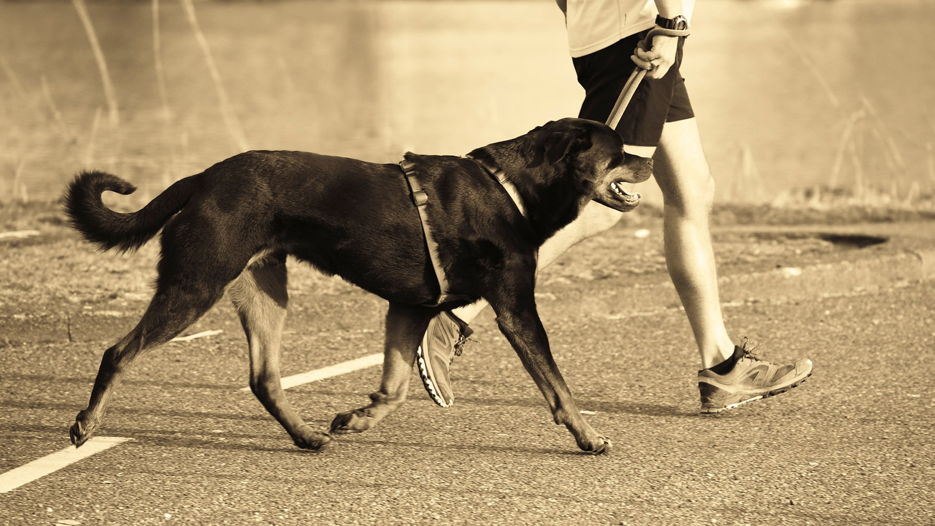 First Ever Guide Dog Program for Visually Impaired Runners – Anything ...