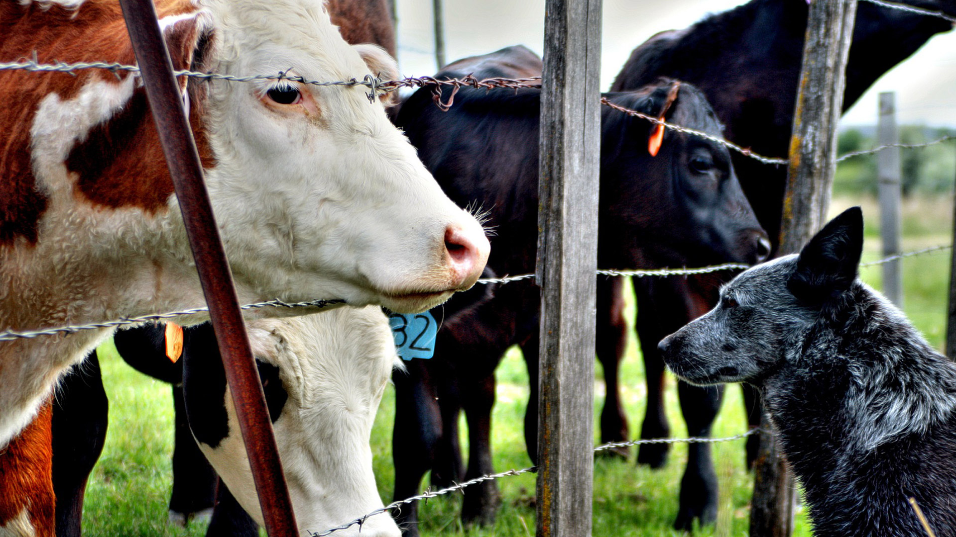 How Service Dogs Are Helping Farmers in Need – Anything Pawsable
