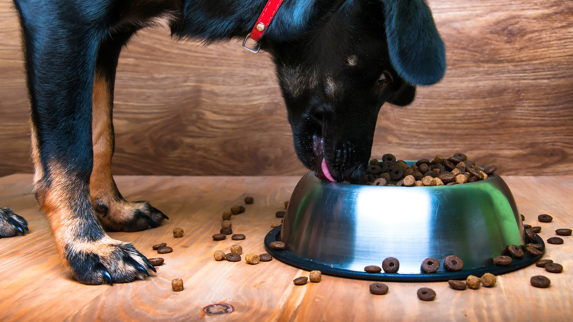How to Choose the Best Type of Dog Food – Anything Pawsable