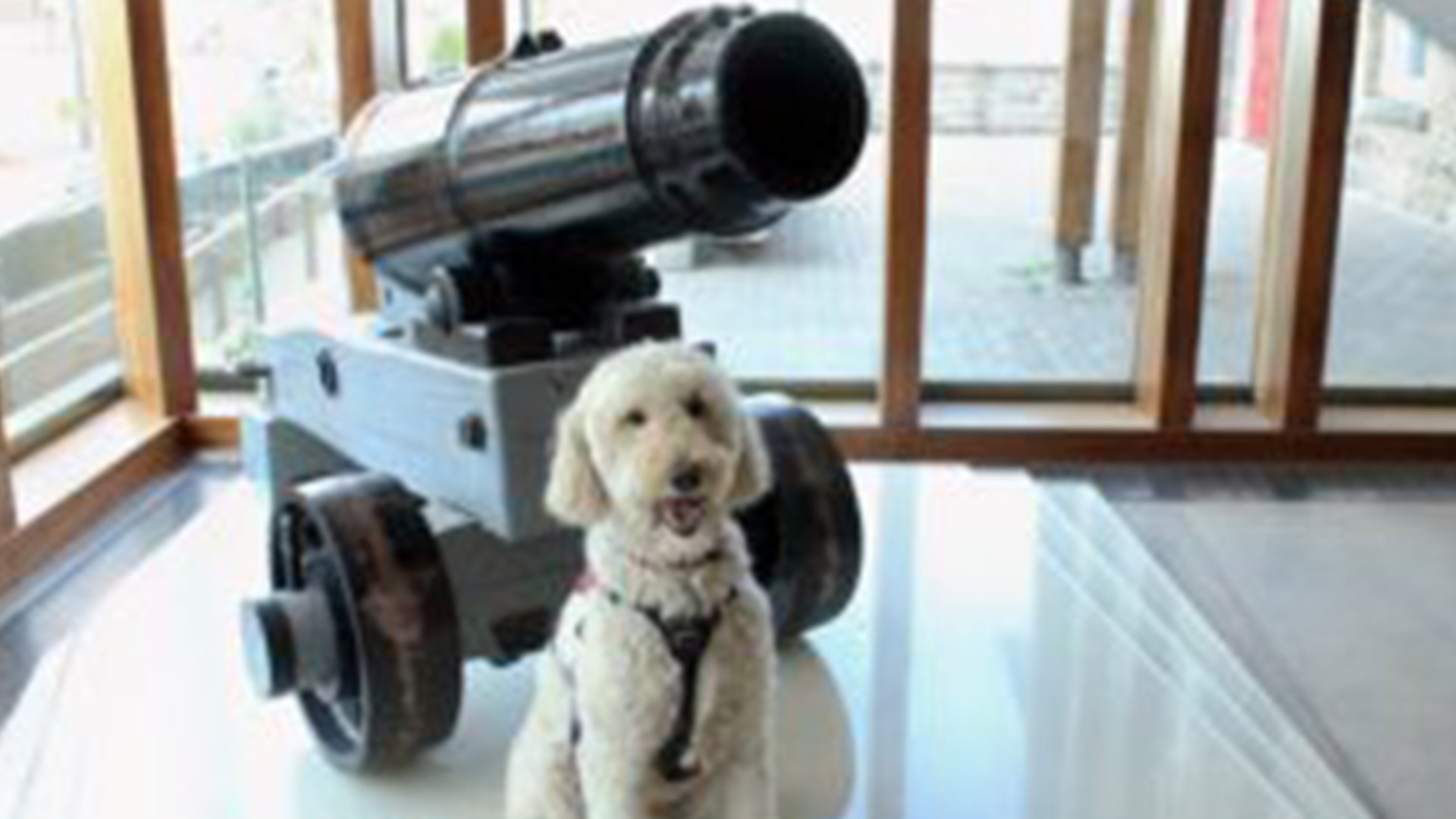 Taking a Road Trip with Your Service Dog – Anything Pawsable