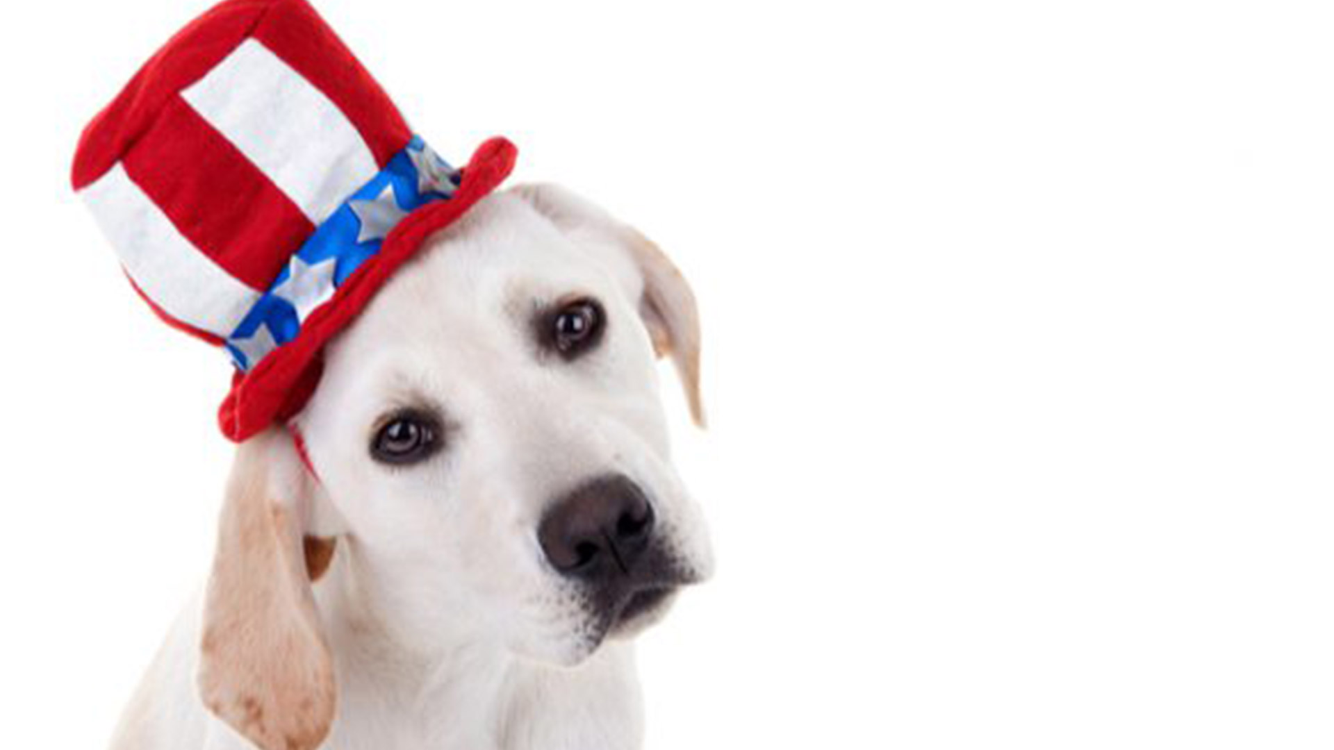Elections and Voting 2016: Service Dogs at the Polls – Anything Pawsable