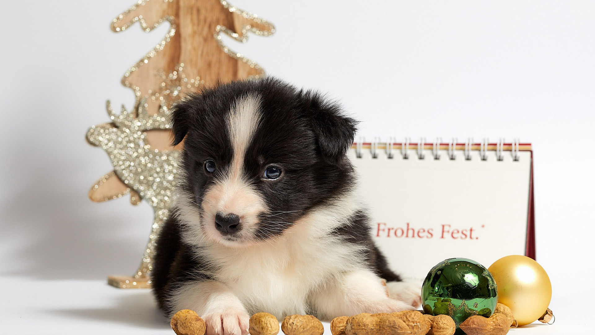 How to Celebrate the Holidays with Your Service Dog – Anything Pawsable