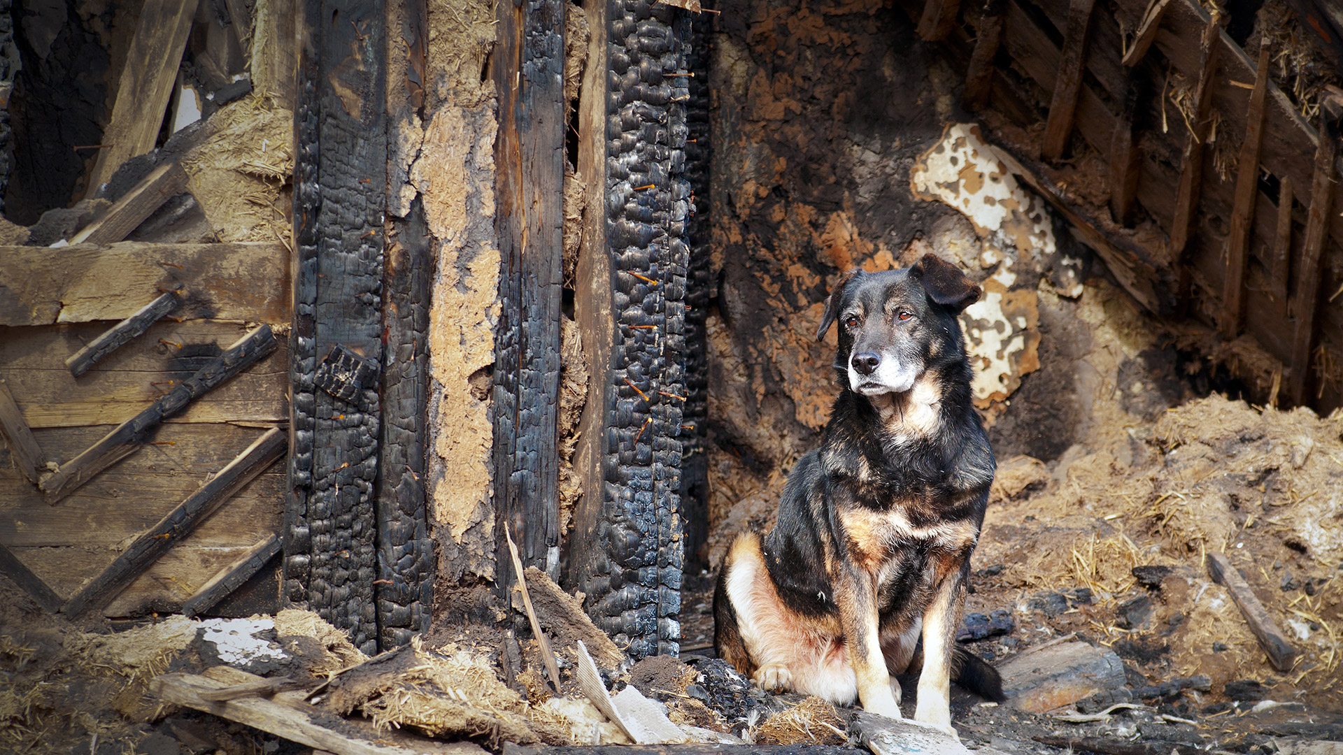 How To Create a Disaster Plan for Service and Working Dogs – Anything ...
