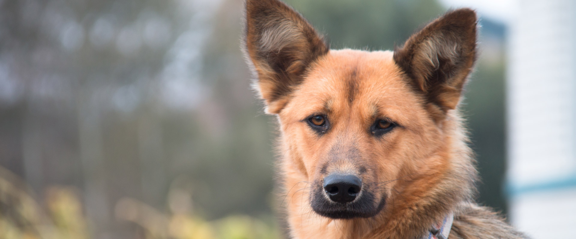 Dog-Model-Header – Anything Pawsable