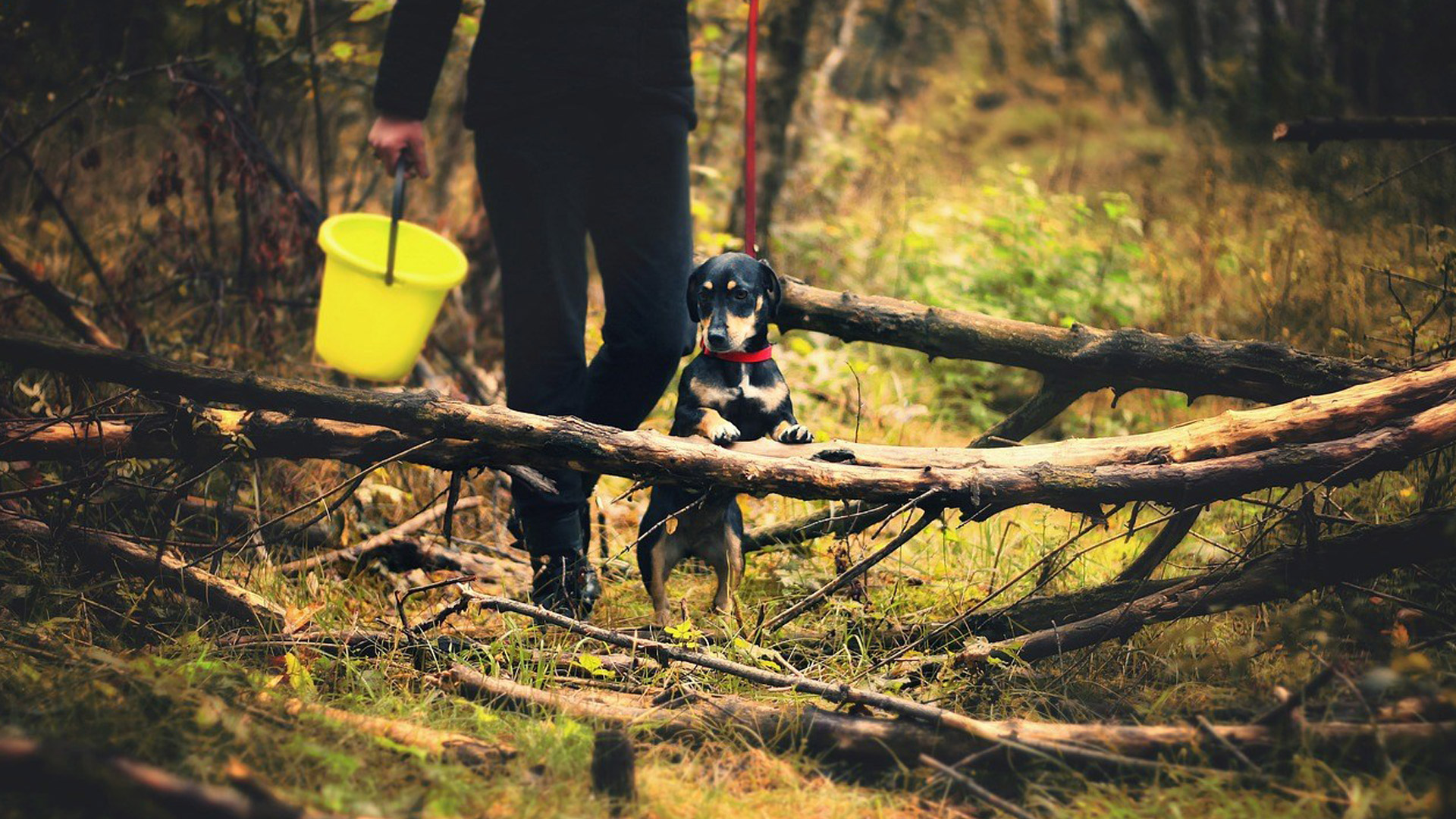 How to live a greener life with your dog – Anything Pawsable