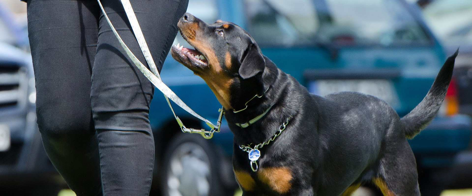 Clicker Training: Teach a Dog to Jump Over Your Leg – Anything Pawsable