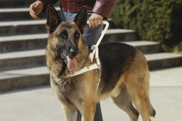 Brace and Mobility Support Dogs: Everything You Need To Know – Anything ...