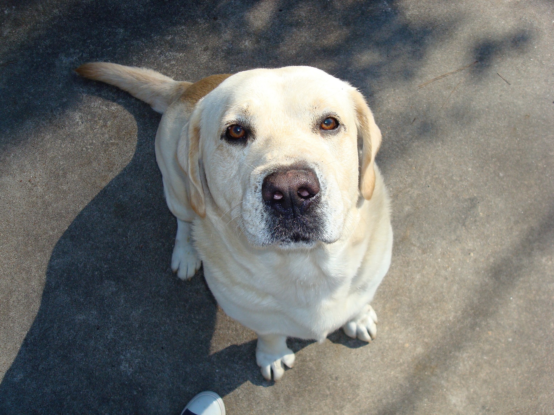 What Are The Assistance Dogs International Service Dog Training