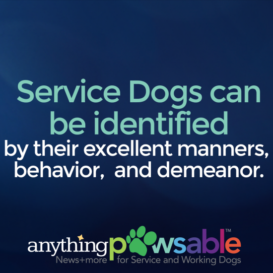 10 Quick Facts About Service Dogs – Anything Pawsable
