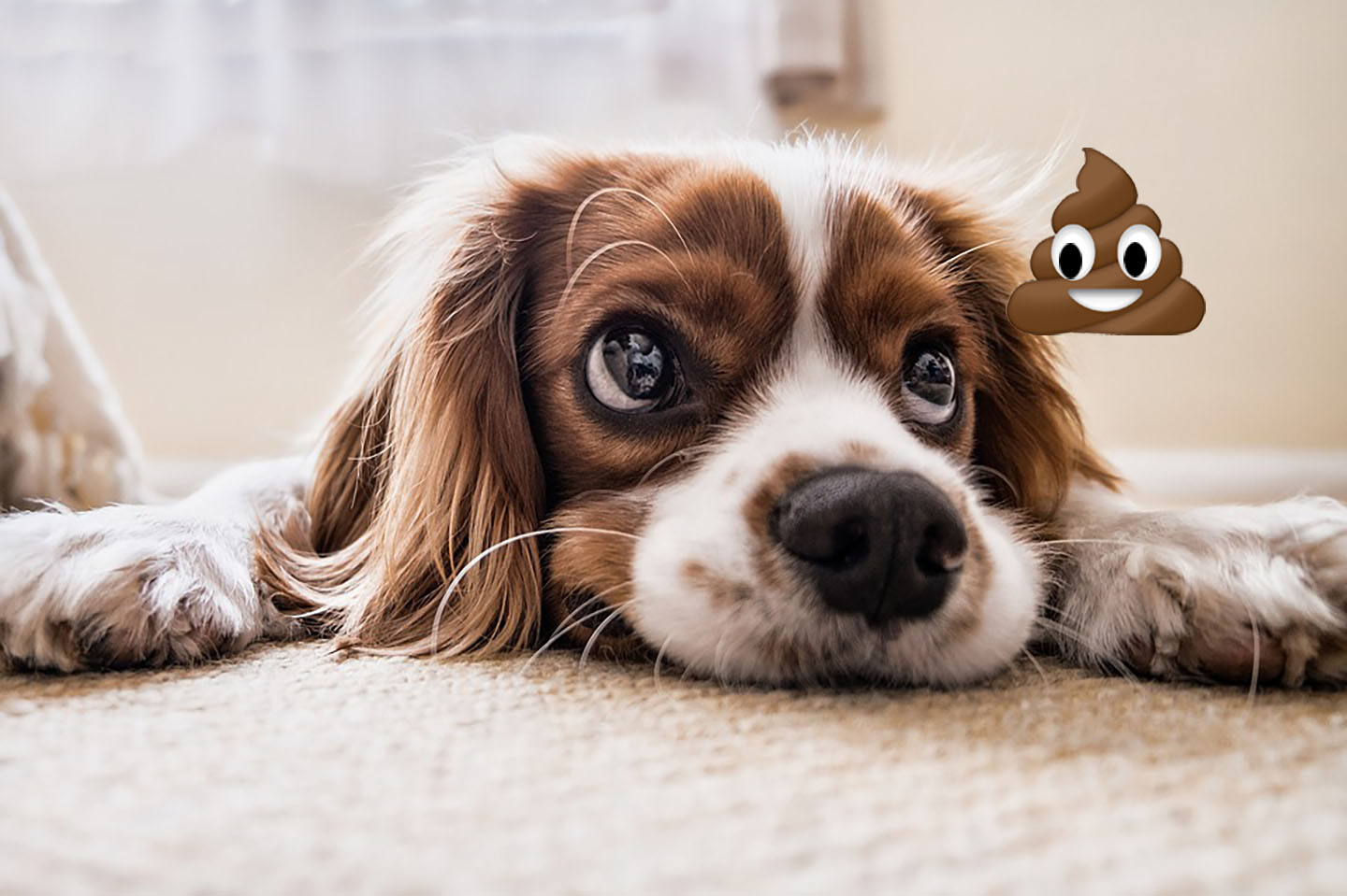 Make Dog Potty Training Faster, Easier and More Enjoyable – Anything ...