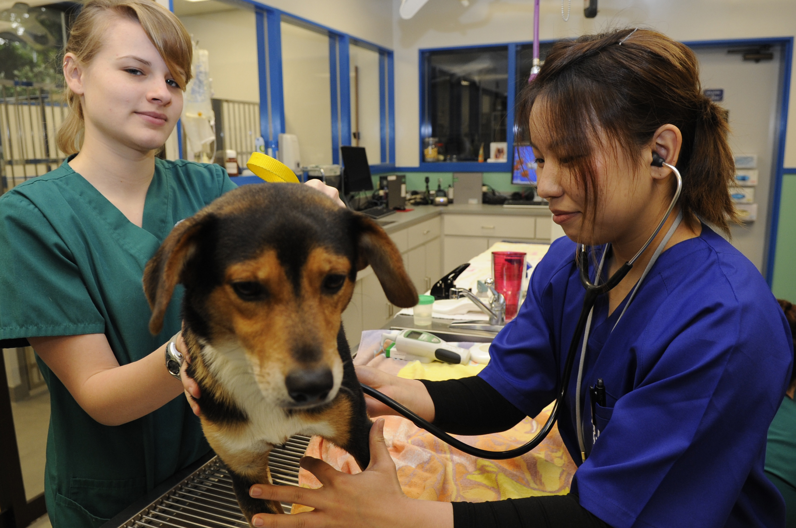 Is the Anti-Vaccination Movement Spreading to Pets? – Anything Pawsable