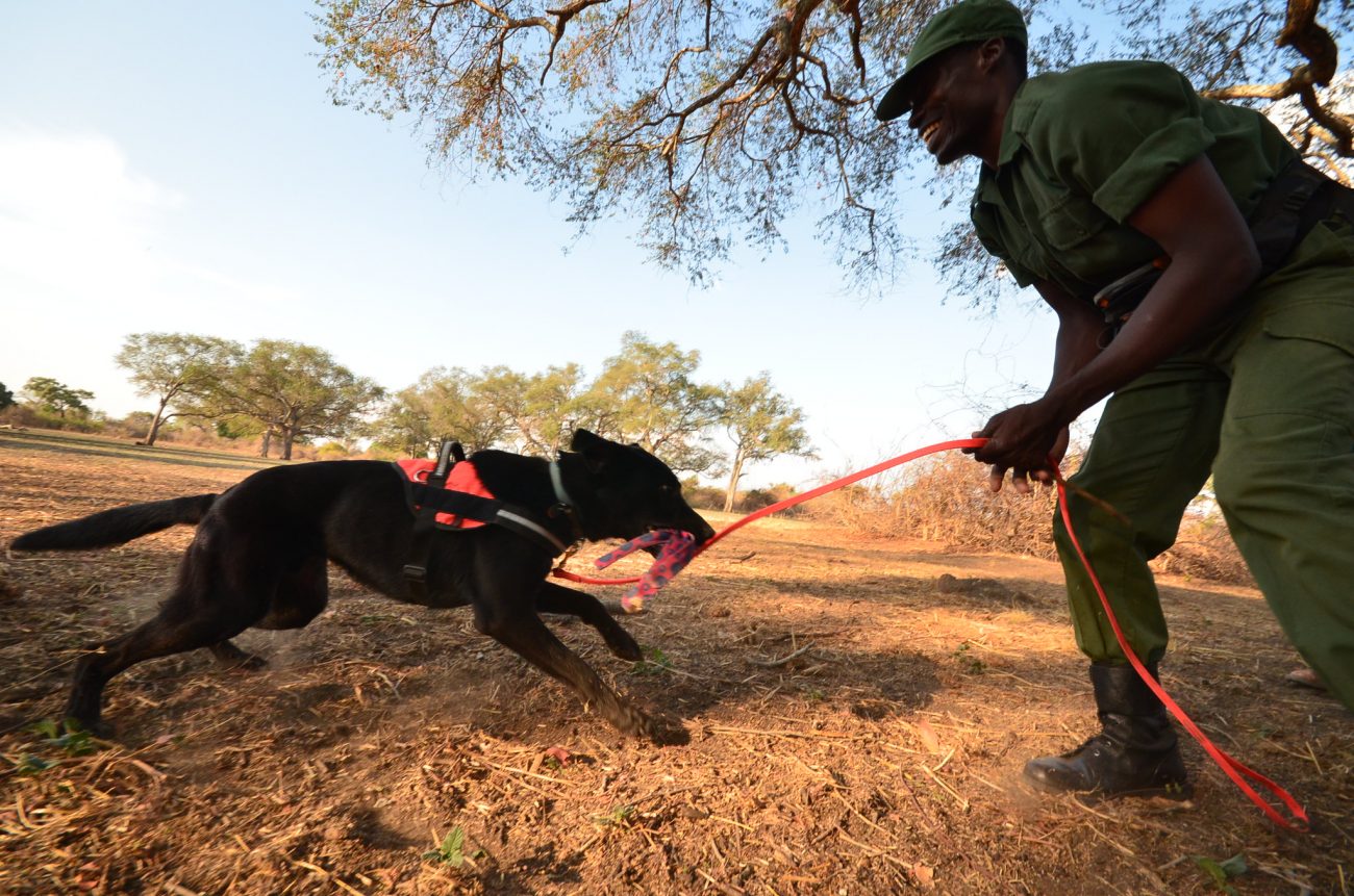 Working Dogs Protecting Wildlife: An Interview With Working Dogs for ...