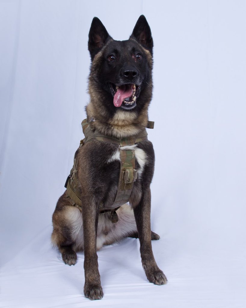 Declassified Picture of MWD Conan – Anything Pawsable