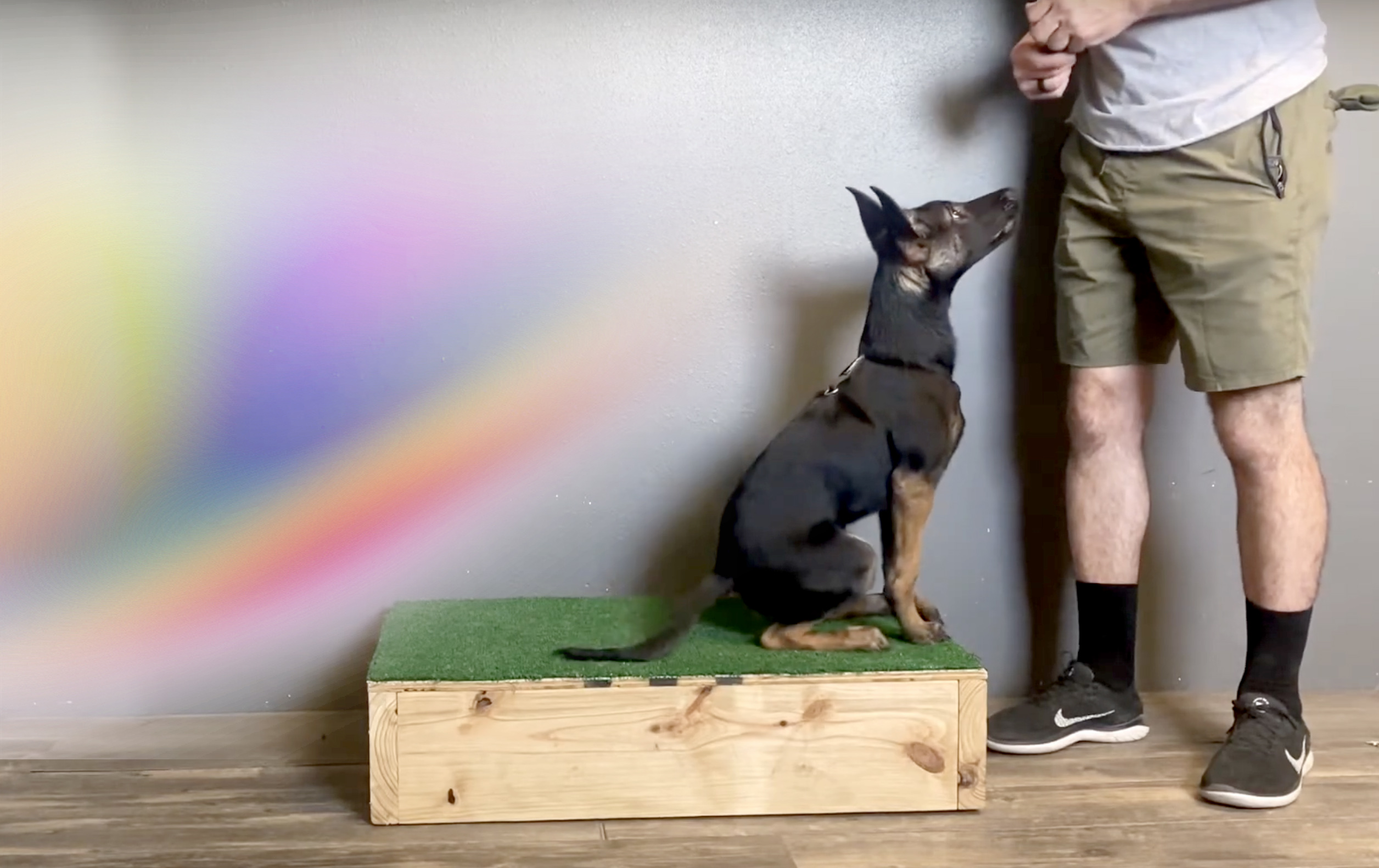 3 Ways to Sharpen Your Service Dog’s Tuck Sit and Why It Matters ...