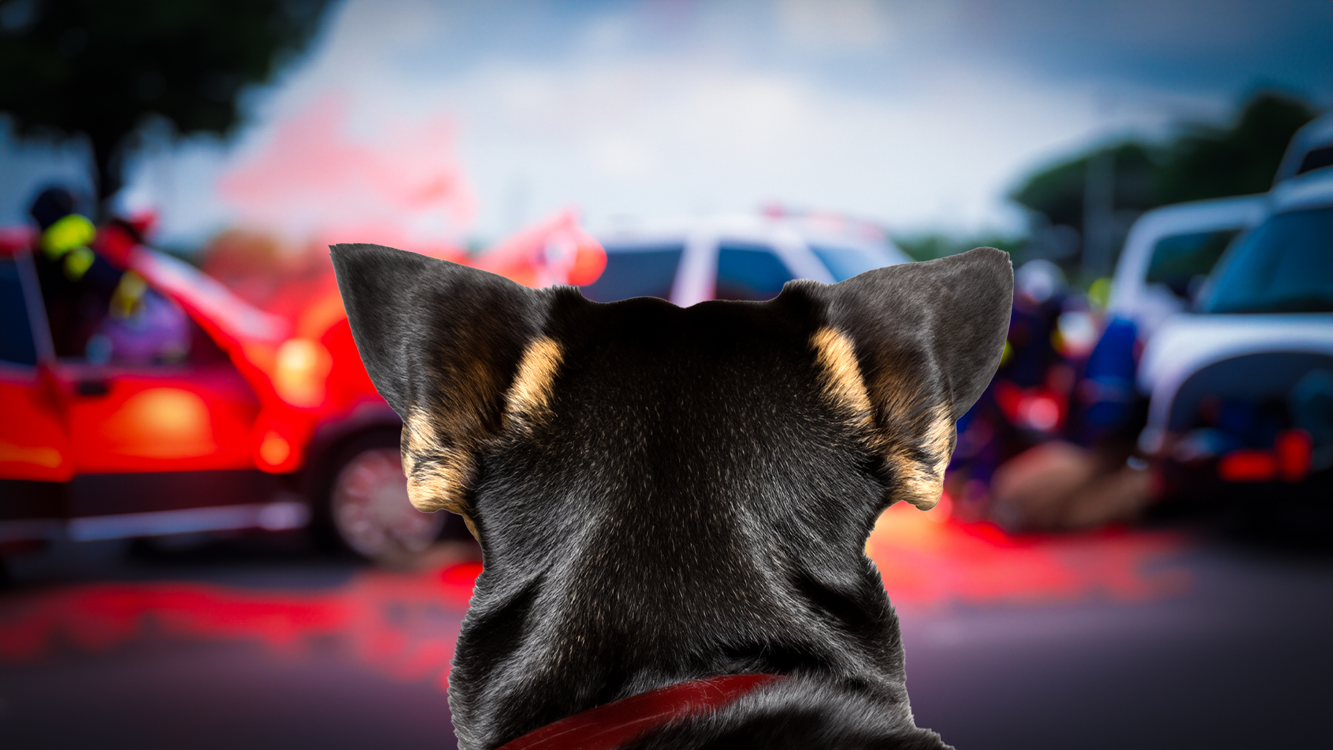 Don’t Panic! A Guide to Service Dog Transport in Emergencies – Anything ...