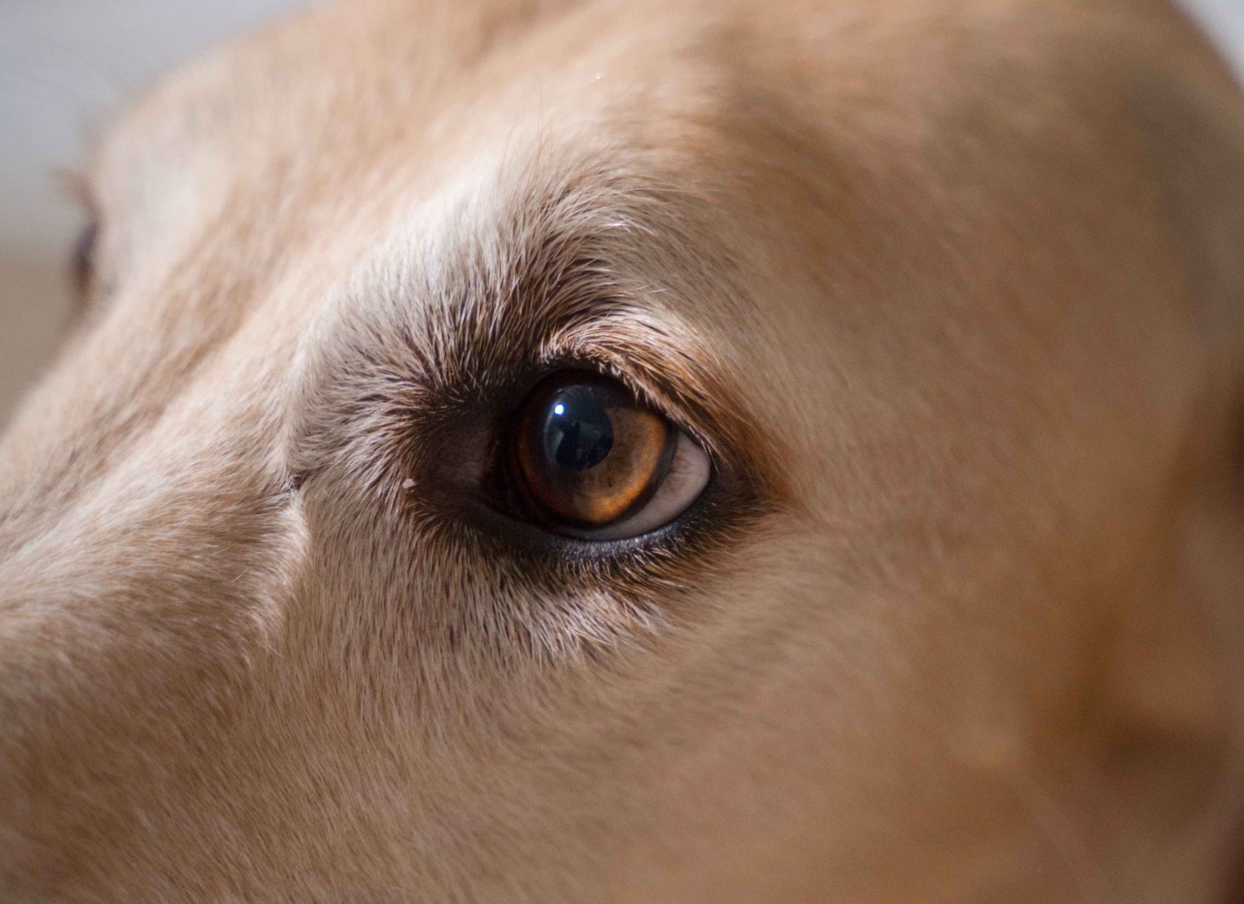 Understanding Your Service Dog’s Comfort: How to Recognize Discomfort ...