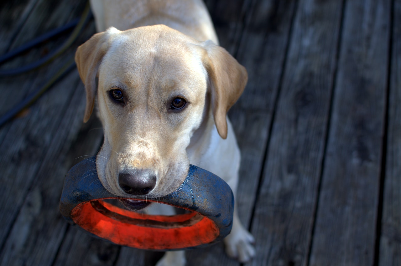 Three Dog Training Games For Service Dog Puppies Anything Pawsable three-dog-training-games-for-service-dog-puppies-anything-pawsable